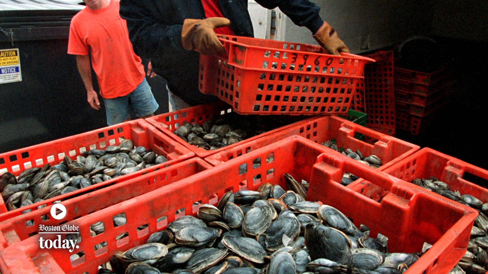 Shell shock: Crisis for local clam industry